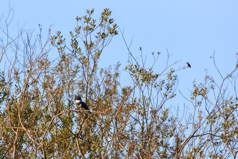 Territorial Birds Sharing a Tree Stock Photo - Image of birding ...