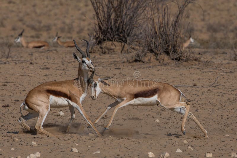 75 Fighting Rams Photos - Free & Royalty-Free Stock Photos from Dreamstime