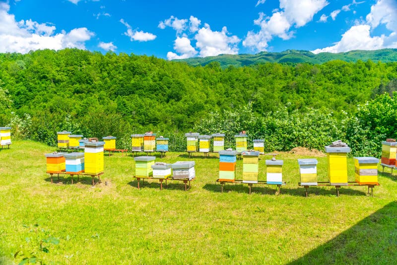 On the Territory of the Monastery of Moraca is an Apiary with Bees ...
