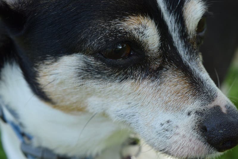 Terroir De La Rata De La Cara Del Perro Lindo Foto de archivo - Imagen ...
