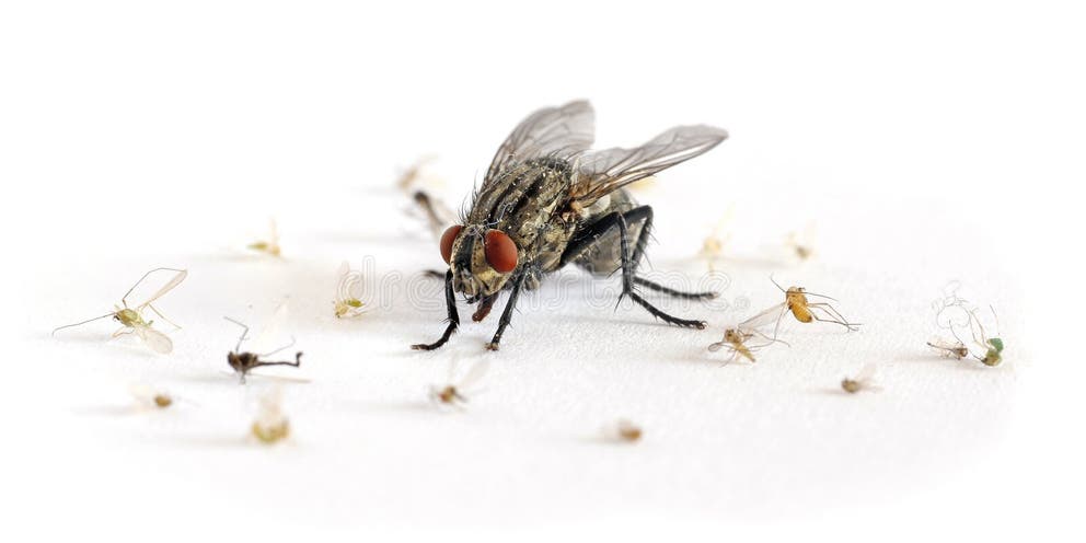 Terror big flesh-fly stock photo. Image of insect, death - 20753726