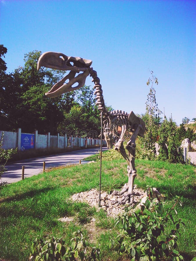 3,821 Bird Skeleton Stock Photos - Free & Royalty-Free Stock Photos ...