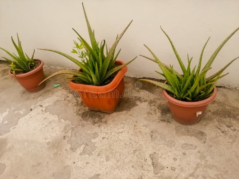 Terros Cropping - Plants Grows on Terros Stock Image - Image of garden ...