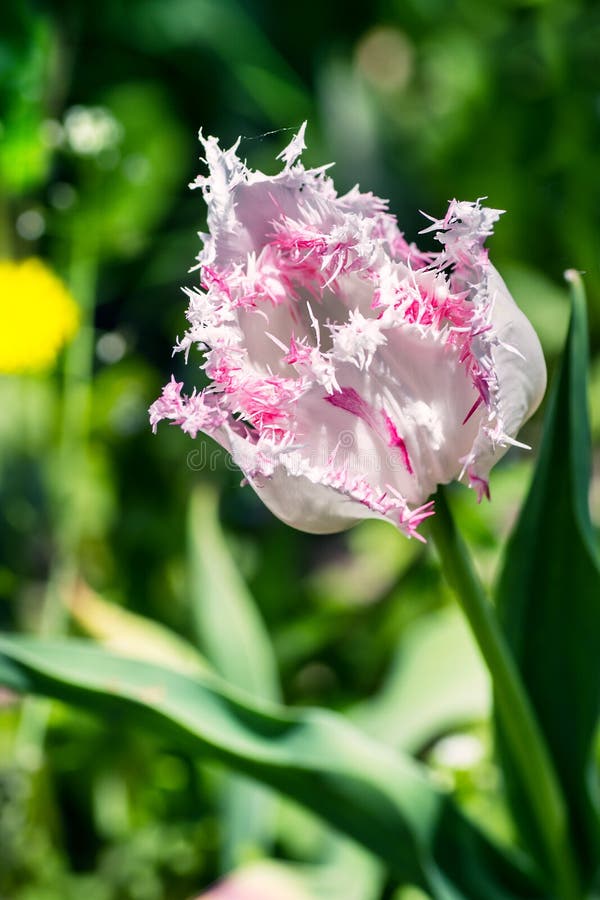 Terry White Tulip with a Pink Edging on the Flowerbed. Stock Image ...