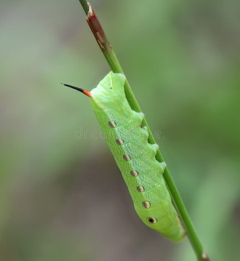 Tersa Sphinx Moth Caterpillar Stock Photo - Image of caterpillar ...
