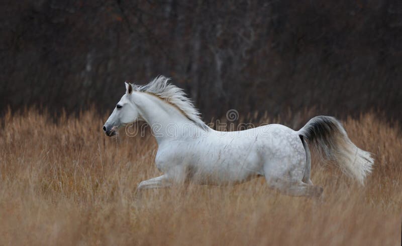 Tersk horse running stock image. Image of gallop, autumn - 64997891
