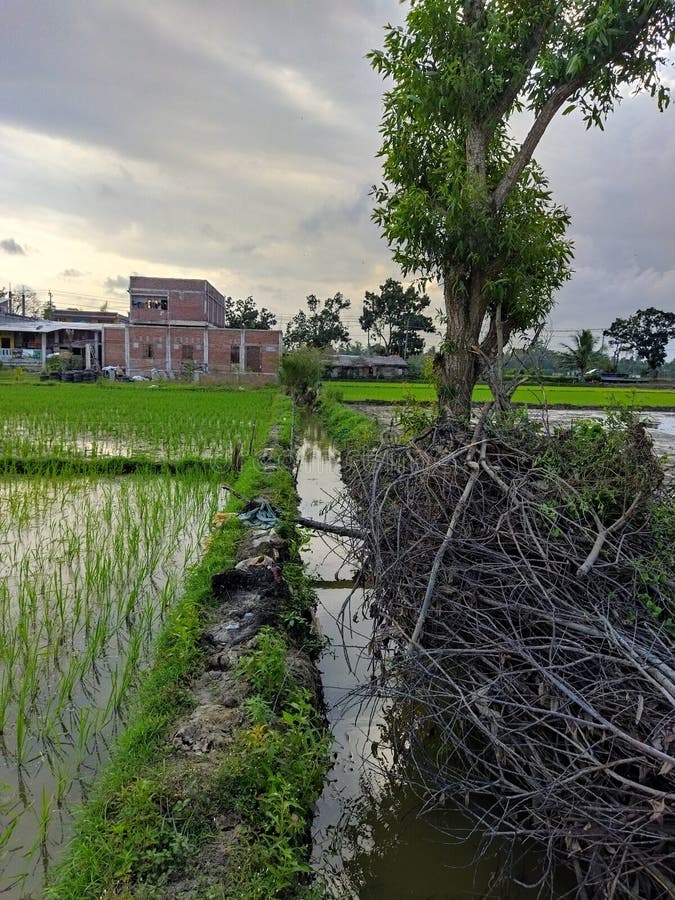Tertiary Irrigation Channel in Tugu Village, Sendang District ...