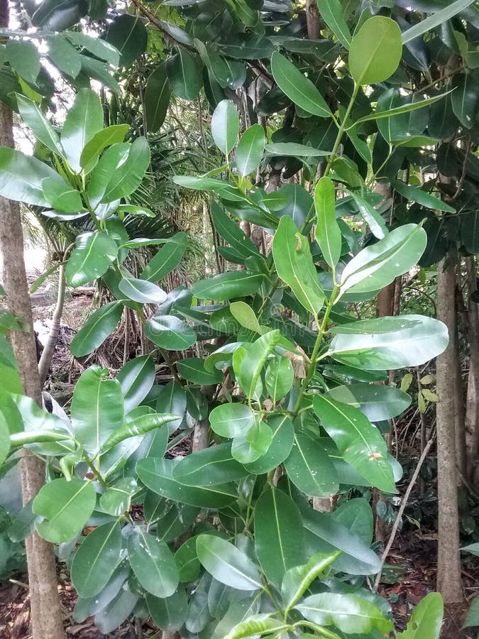 The Teruntum Mangrove Tree is Red with the Shiny Surface of Its Young ...