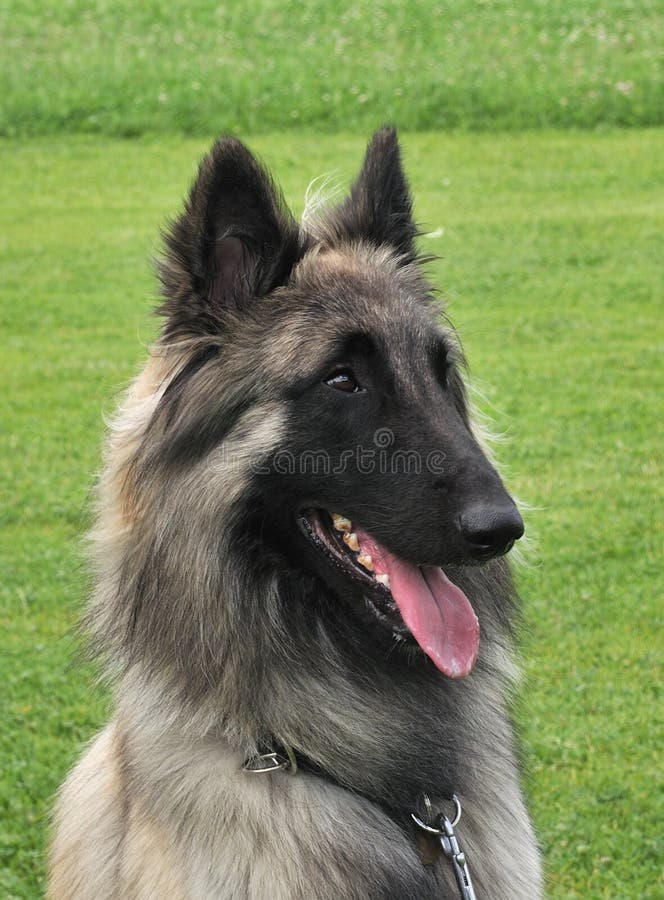 Tervueren stock image. Image of pedigree, brown, pets - 14817551