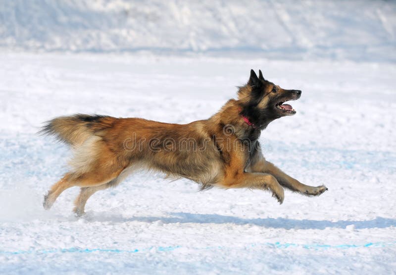 Tervuren dog runs stock photo. Image of hound, peeking - 23841750