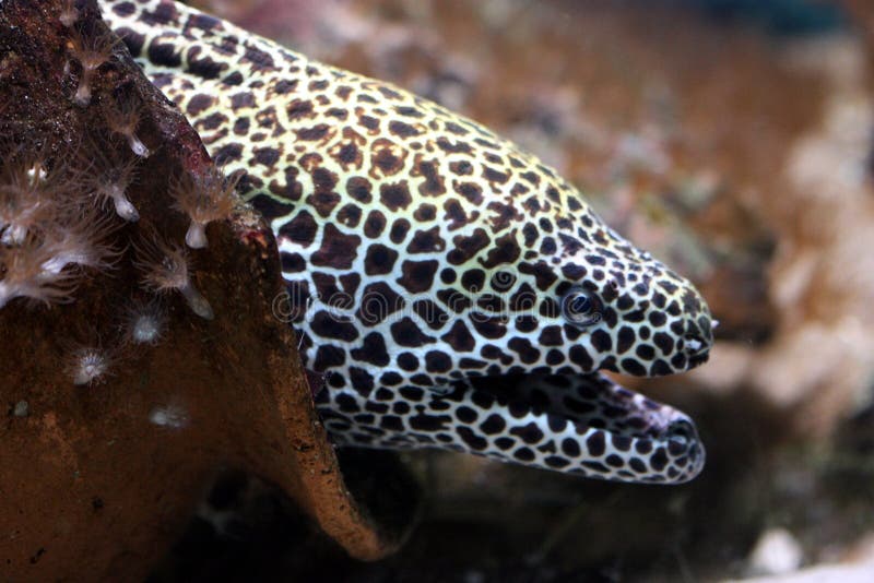 Tessalata Eel