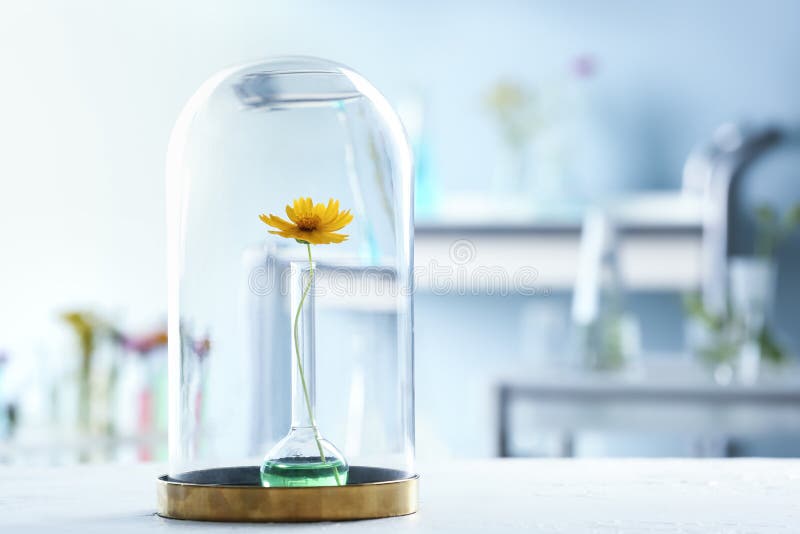 Test Flask with Flower Under Glass Cover on Table in Laboratory Stock ...
