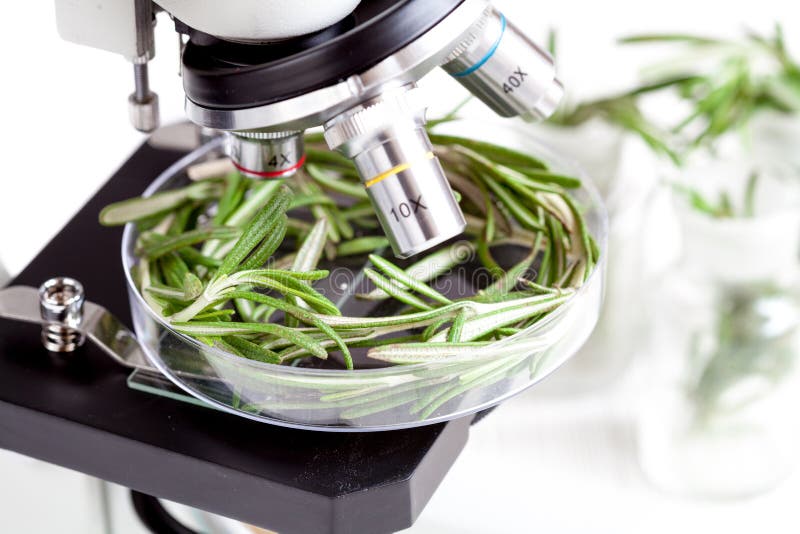 Test Herbs Samples on Microscope in Laboratory Close Up Stock Photo ...