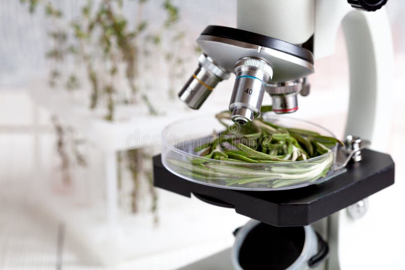 Test Herbs Samples on a Microscope Slide Close Up Stock Image - Image ...