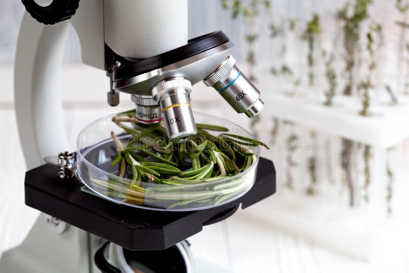 Test Herbs Samples on Microscope in Laboratory Close Up Stock Photo ...