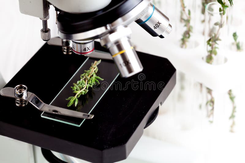Test Herbs Samples on a Microscope Slide Close Up Stock Photo - Image ...
