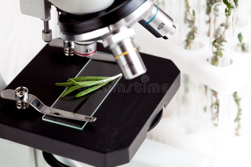 Test Herbs Samples on a Microscope Slide Close Up Stock Photo - Image ...