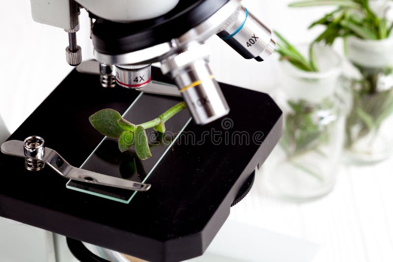 Test Plant Samples on Microscope Slide Close Up Stock Image - Image of ...