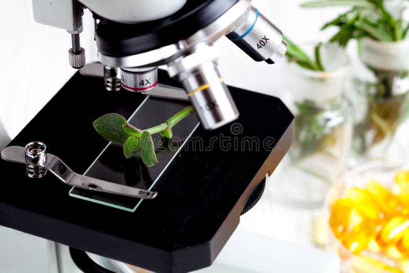 Test Plant Samples on Microscope Slide Close Up Stock Image - Image of ...
