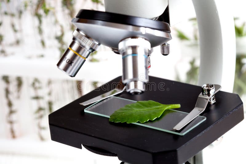 Test Plant Samples on Microscope Slide Close Up Stock Image - Image of ...