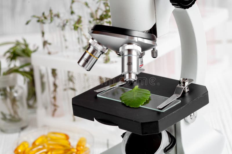 Test Plant Samples on Microscope Slide Close Up Stock Image - Image of ...