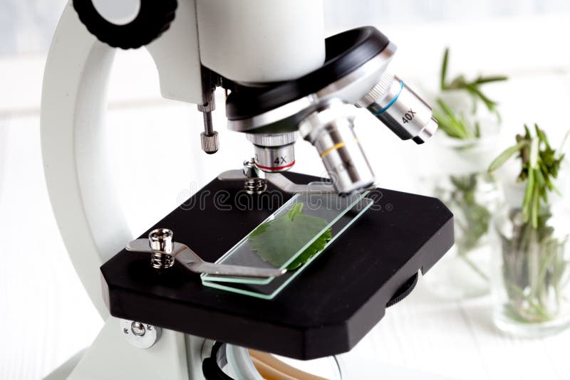 Test Plant Samples on Microscope Slide Close Up Stock Image - Image of ...