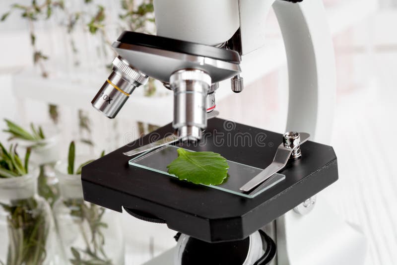 Test Plant Samples on Microscope Slide Close Up Stock Photo - Image of ...