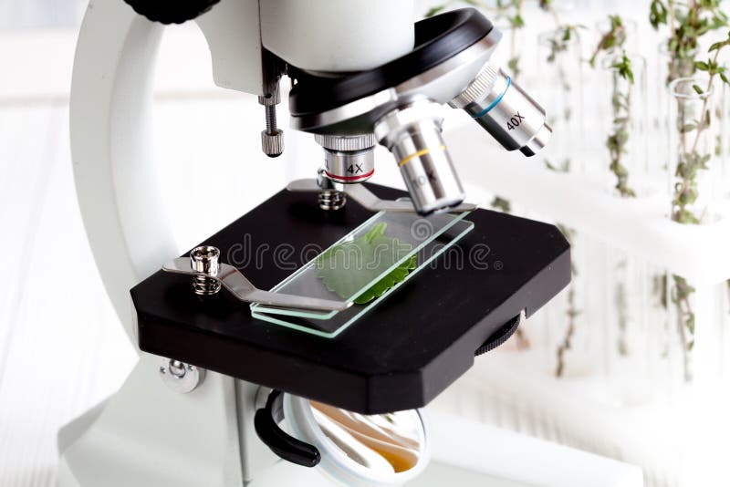 Test Plant Samples on Microscope Slide Close Up Stock Image - Image of ...