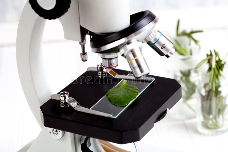 Test Plant Samples on Microscope Slide Close Up Stock Photo - Image of ...