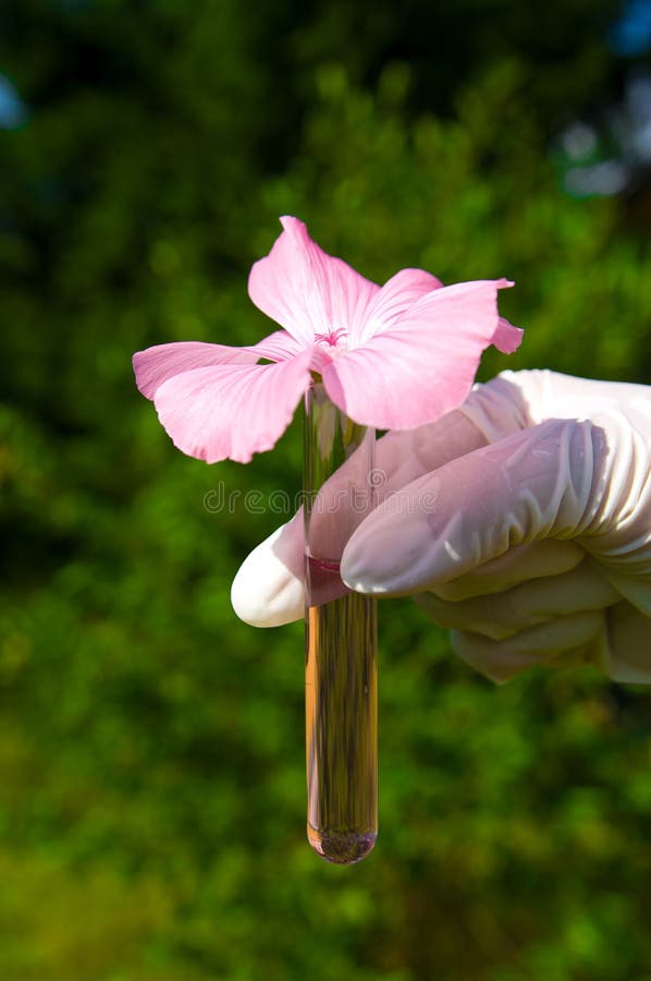 Test Tube with Pink Liquid and Flow Stock Photo - Image of grass ...