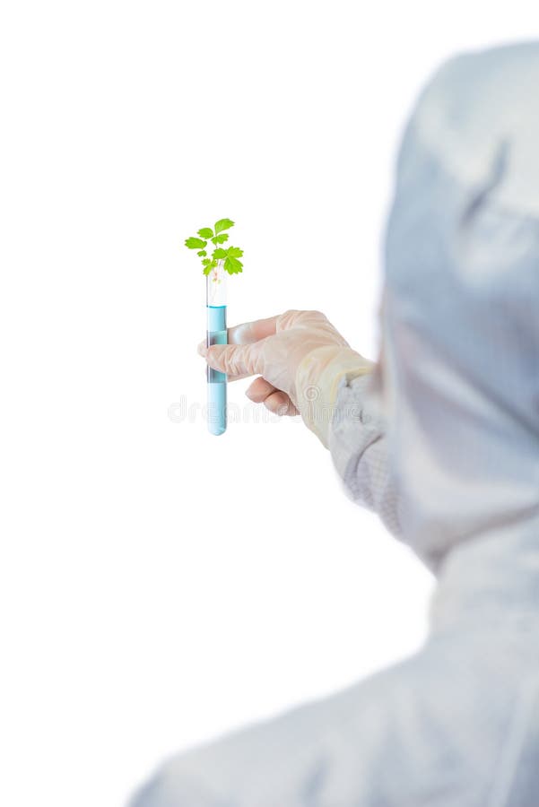 Test Tube with Plant Specimens in the Hands a Laboratory Stock Image ...