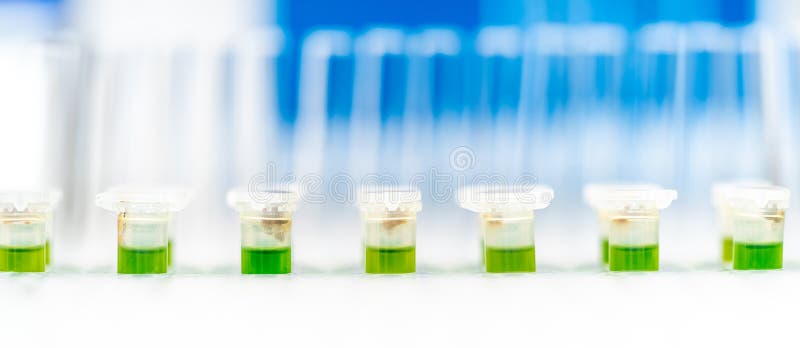 Test Tubes with Chemical Solution in the Development Research ...