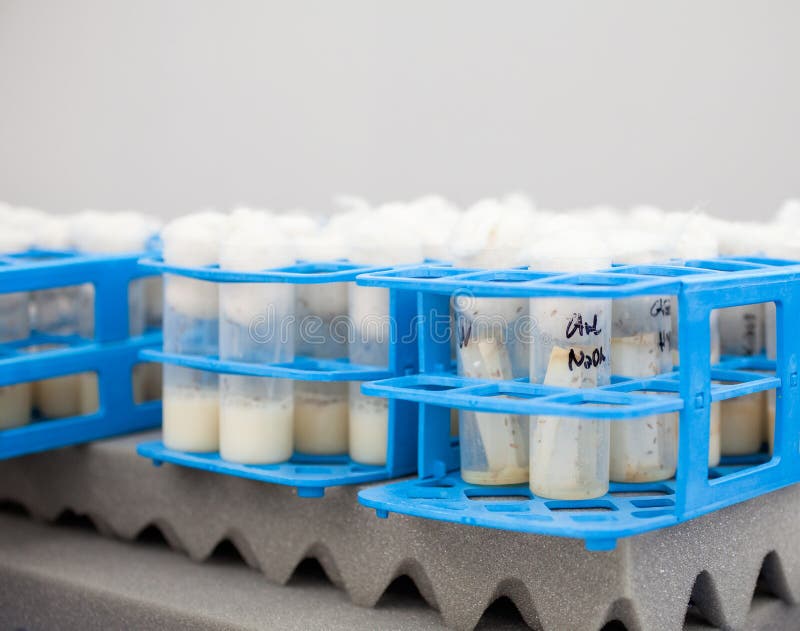 Test Tubes stock photo. Image of biology, biochemistry - 60796238