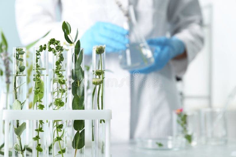 Plants and laboratory stock photo. Image of pipeptte - 15996600