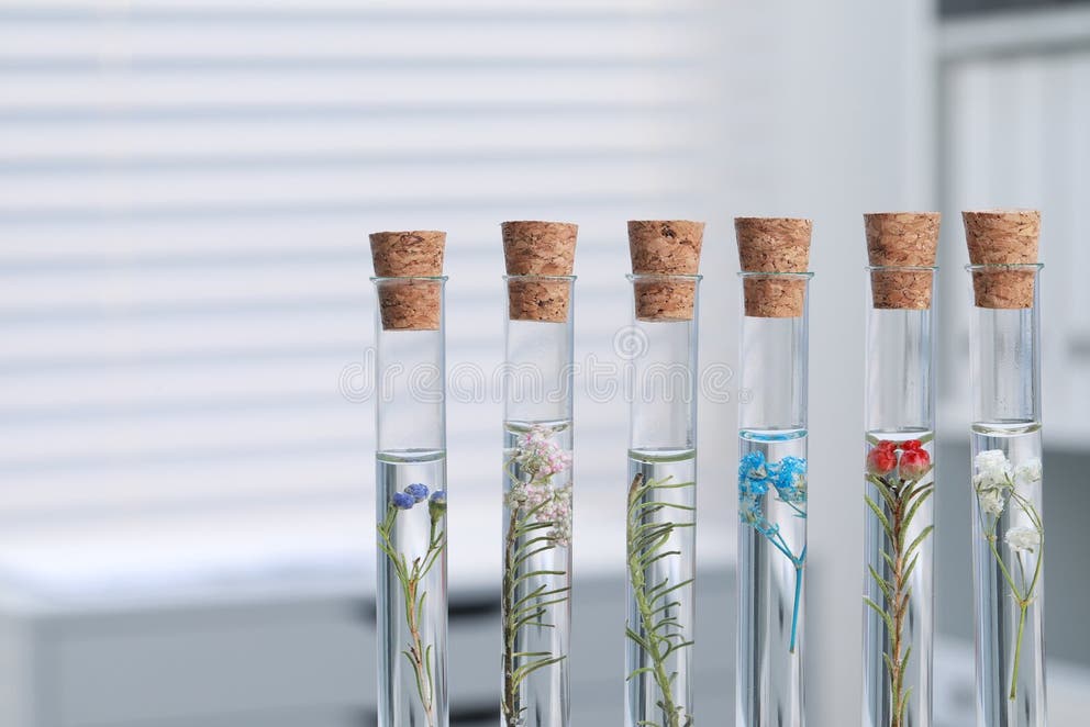 Test Tubes with Different Plants in Laboratory, Closeup. Space for Text ...