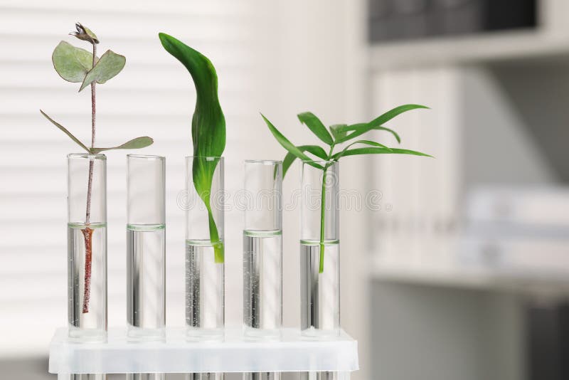Test Tubes with Different Plants in Laboratory, Closeup. Space for Text ...
