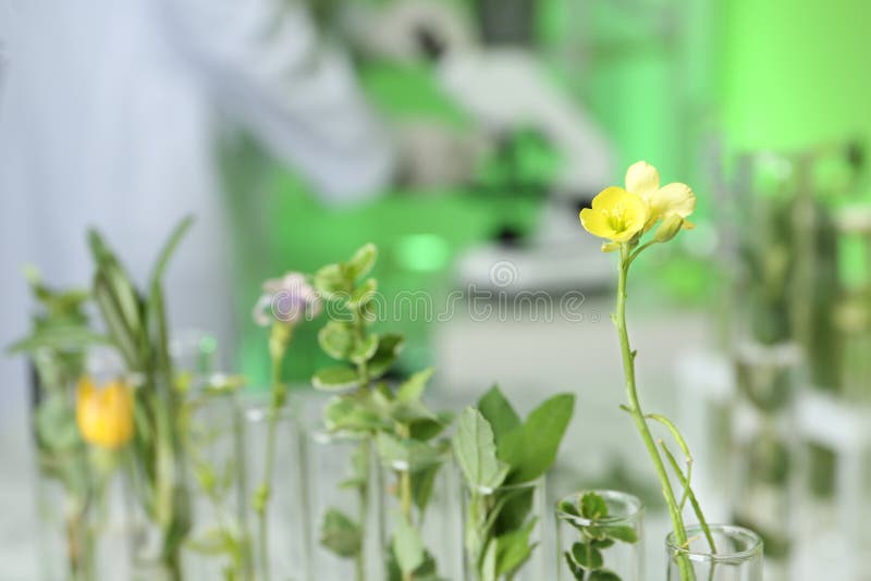 Plants In Laboratory Glassware And Microscope On Table, Space For Text ...
