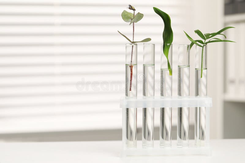 Test Tubes with Different Plants on White Table in Laboratory. Space ...