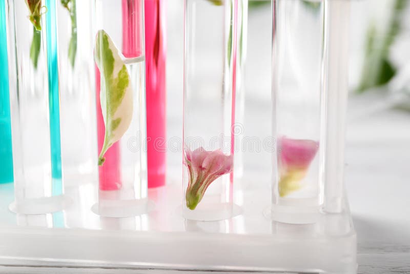 Test Tubes with Flowers and Leaf in Rack, Closeup Stock Image - Image ...