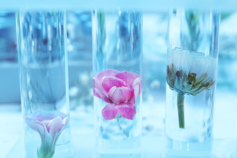 Test Tubes with Flowers in Rack, Closeup Stock Image - Image of health ...