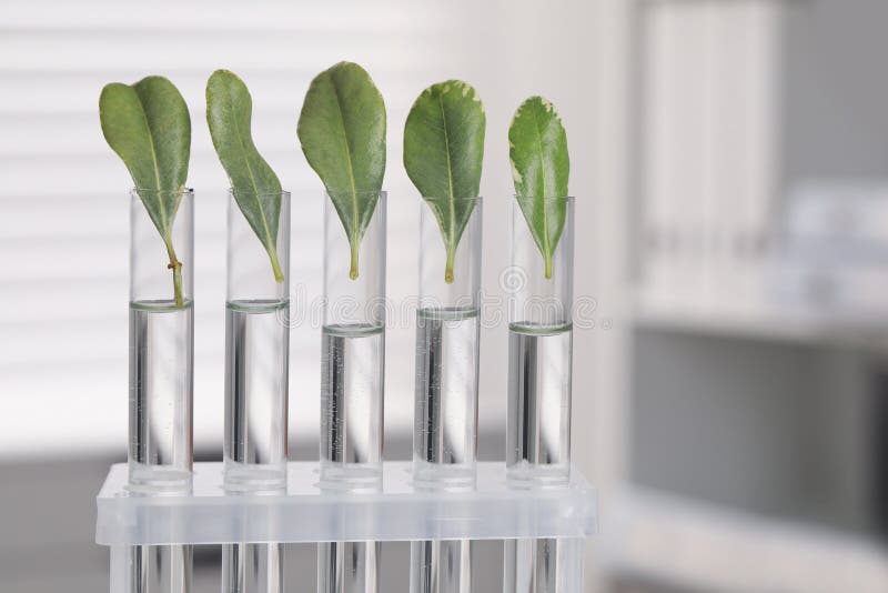 Test Tubes with Green Leaves in Laboratory, Closeup. Space for Text ...