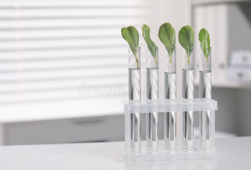 Test Tubes with Green Leaves on White Table in Laboratory. Space for ...