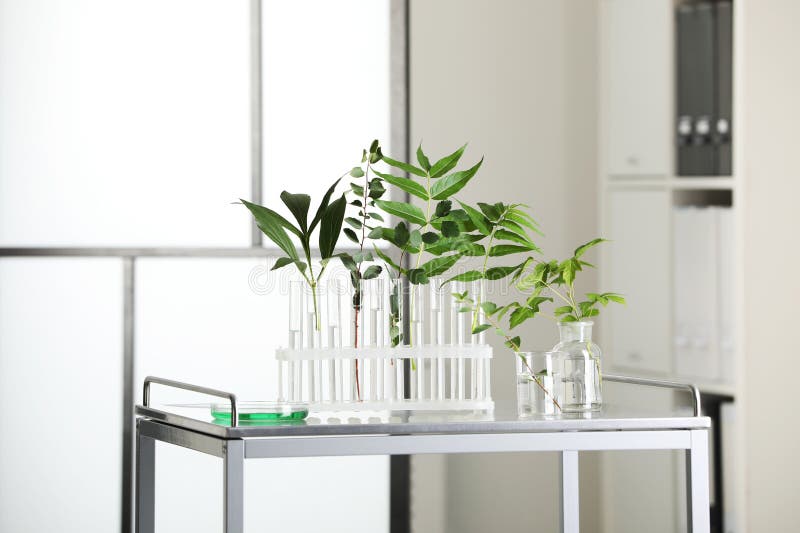 Test Tubes with Liquid and Plants on Metal Table in Laboratory Stock ...