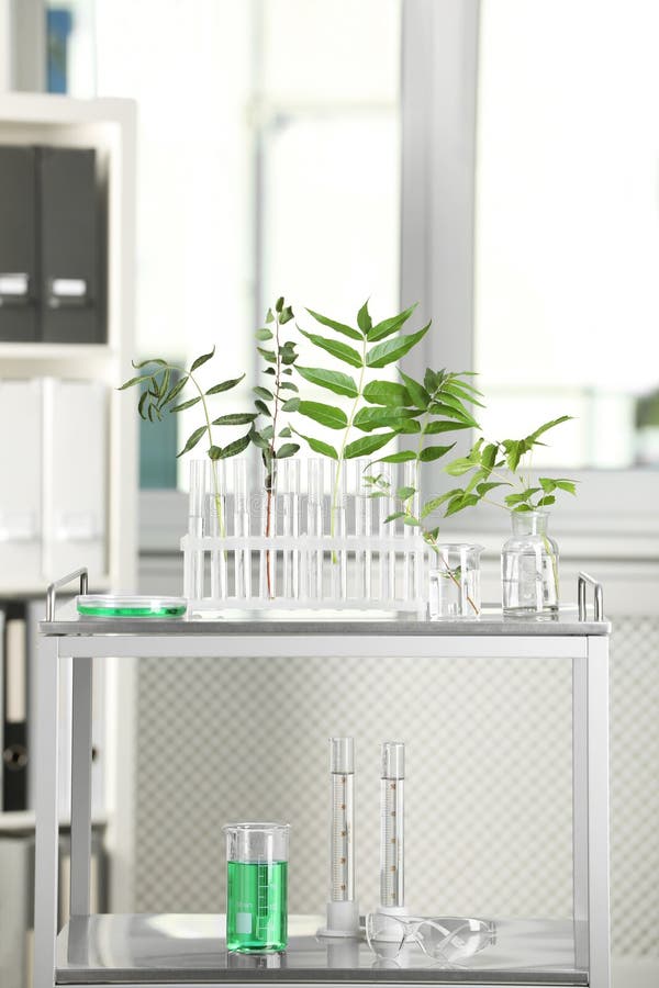 Test Tubes with Liquid and Plants on Metal Table in Laboratory Stock ...