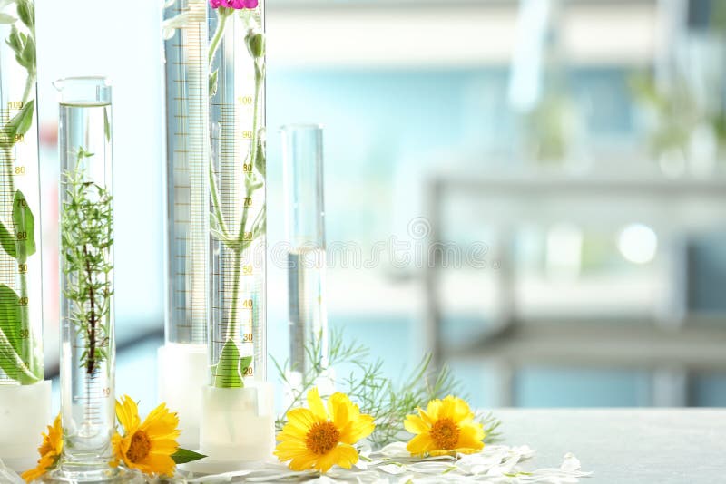 Test Tubes with Plants and Flowers on Table in Laboratory Stock Image ...