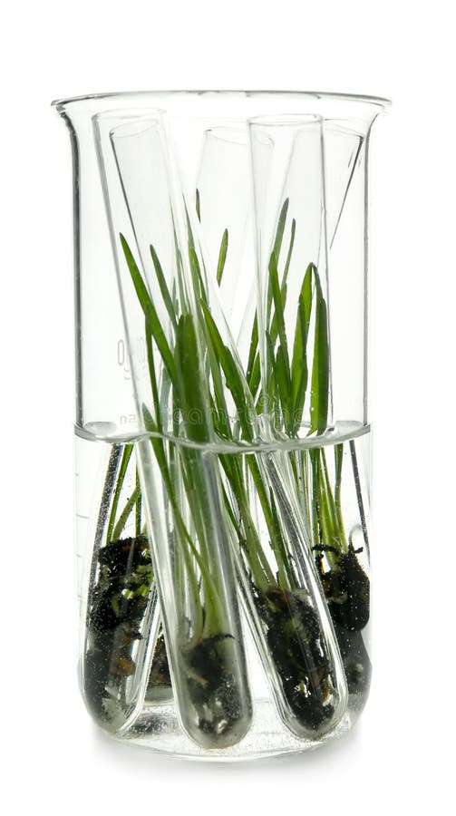 Test Tubes with Plants in Glass Flask, Isolated on White Stock Photo ...