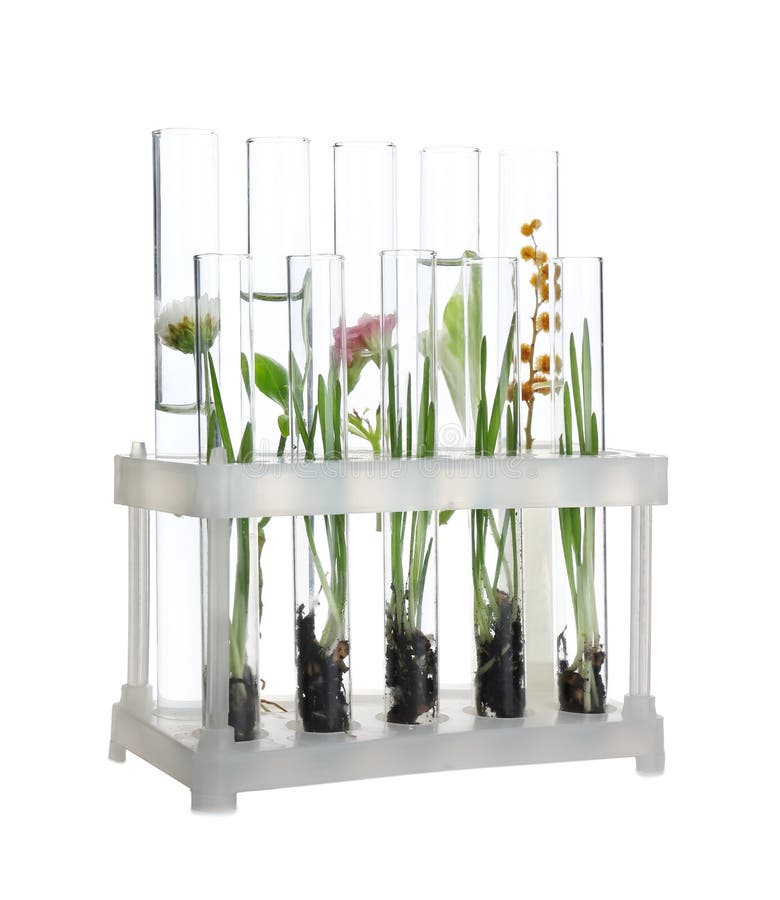 Test Tubes with Plants in Holder, Isolated on White Stock Photo - Image ...