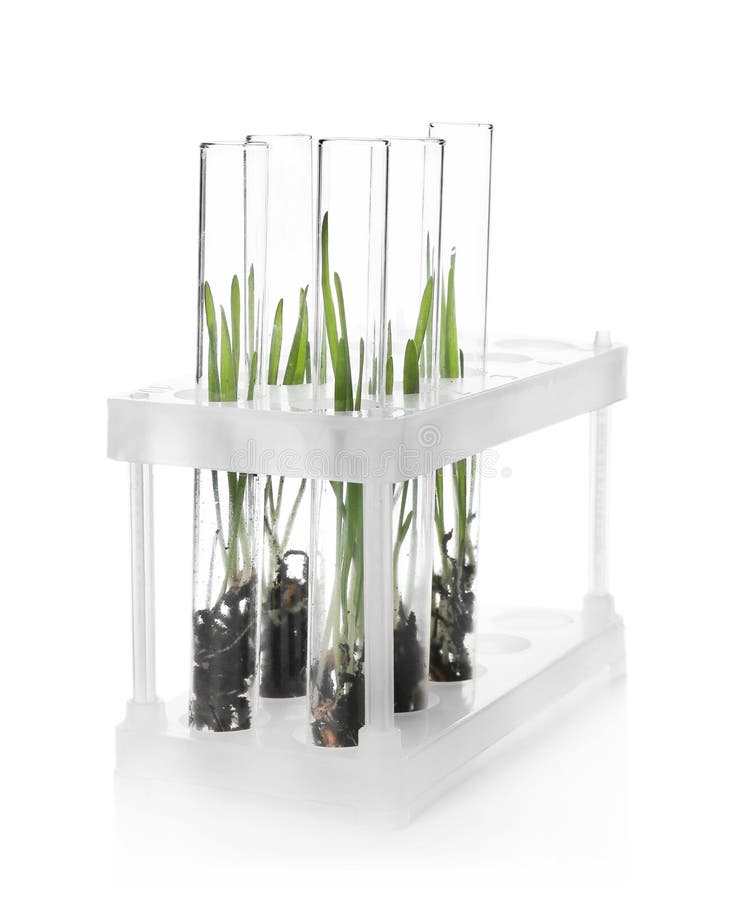 Plants Growing In Test Tubes Stock Image - Image of farming, experiment ...
