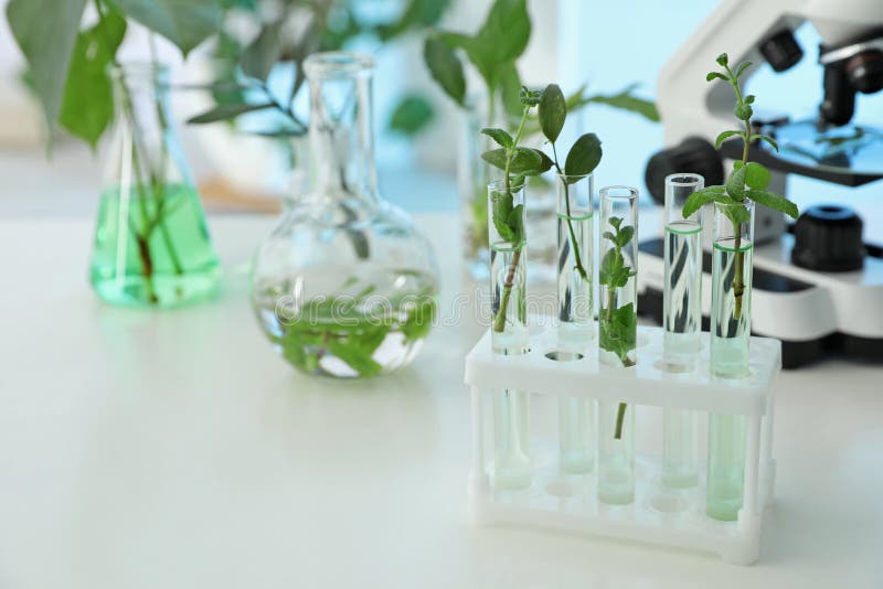 Rack with Plants in Test Tubes Isolated on White Stock Photo - Image of ...