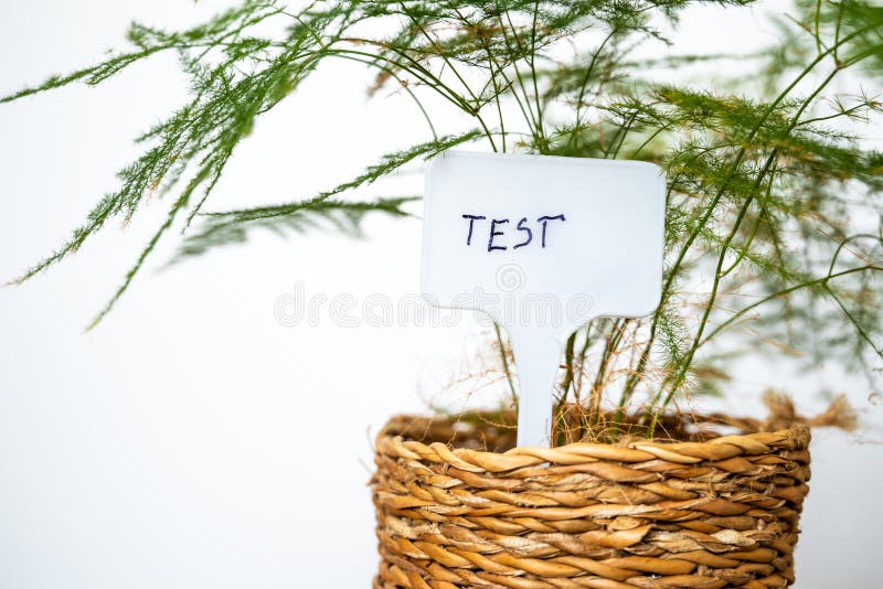 Test Word Written on White Tag with Domestic Plant in Background Stock ...